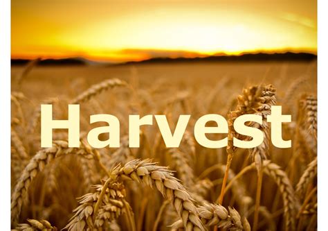 THE HARVEST and THE HARVESTERS… | Roy's Covenant Corner